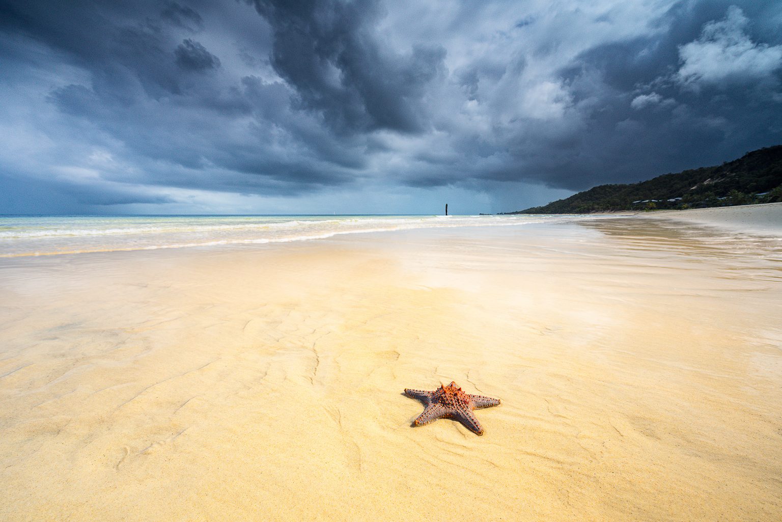 Starfish – Tangalooma Beach – Simon Beedle
